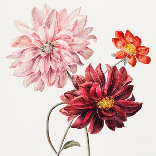 Public Domain | rawpixel